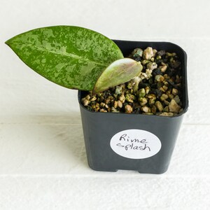 Hoya Rime Splash 2-inch - Etsy