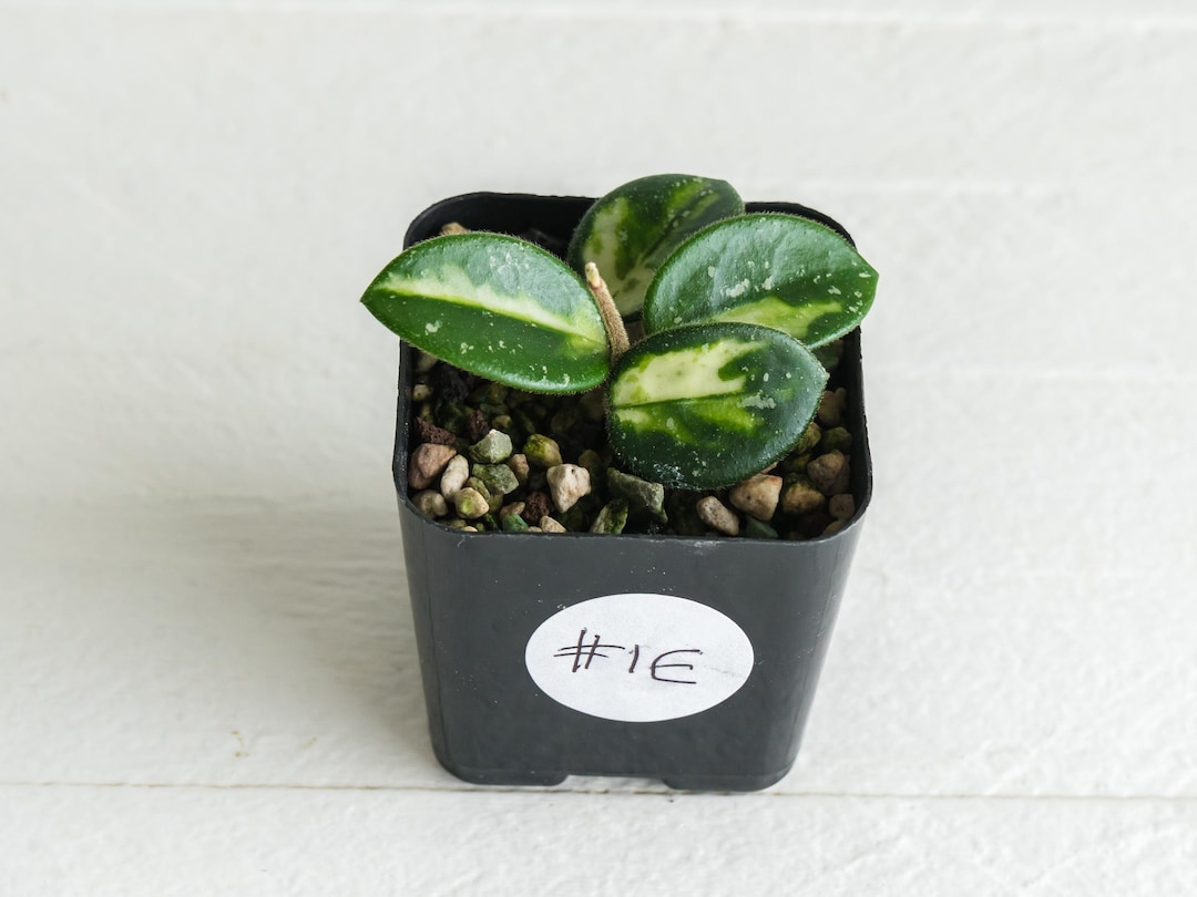 Hoya 'mathilde' (inner Variegated) | 2-inch | Exact Plant | Free Live ...