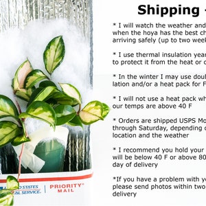 Hoya 'mathilde' (inner Variegated) | 2-inch | Exact Plant | Free Live ...