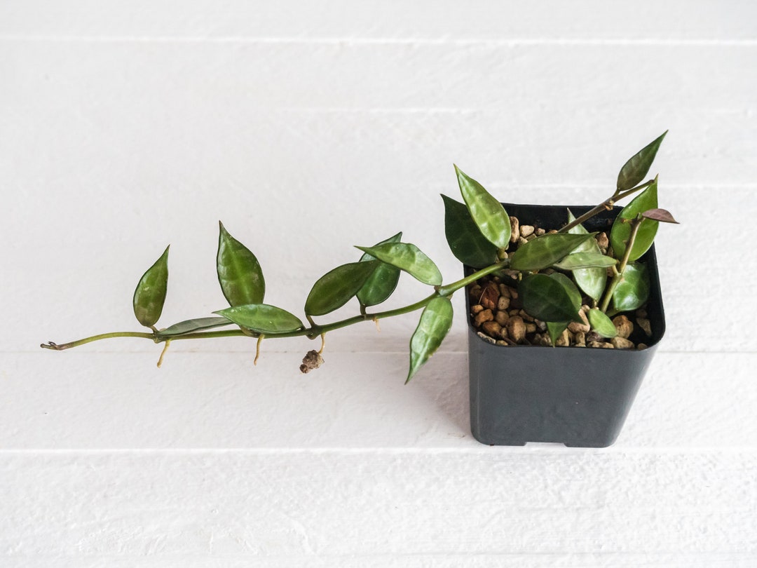 Reverted Hoya Lacunosa Variegata 2-inch Exact House Plant Rooted ...