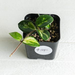 Hoya 'mathilde' (inner Variegated) | 2-inch | Exact Plant | Free Live ...