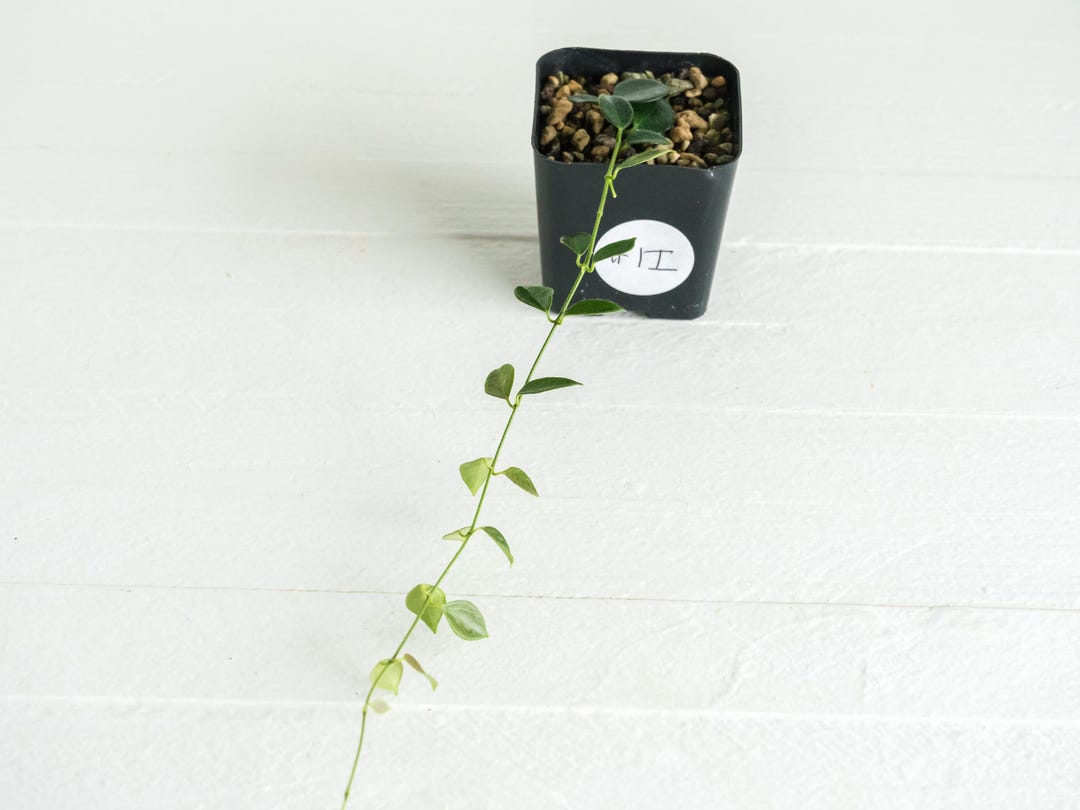 Hoya Papua (PNG IM-08) | 2-inch | Exact Plant | Free Live Arrival ...