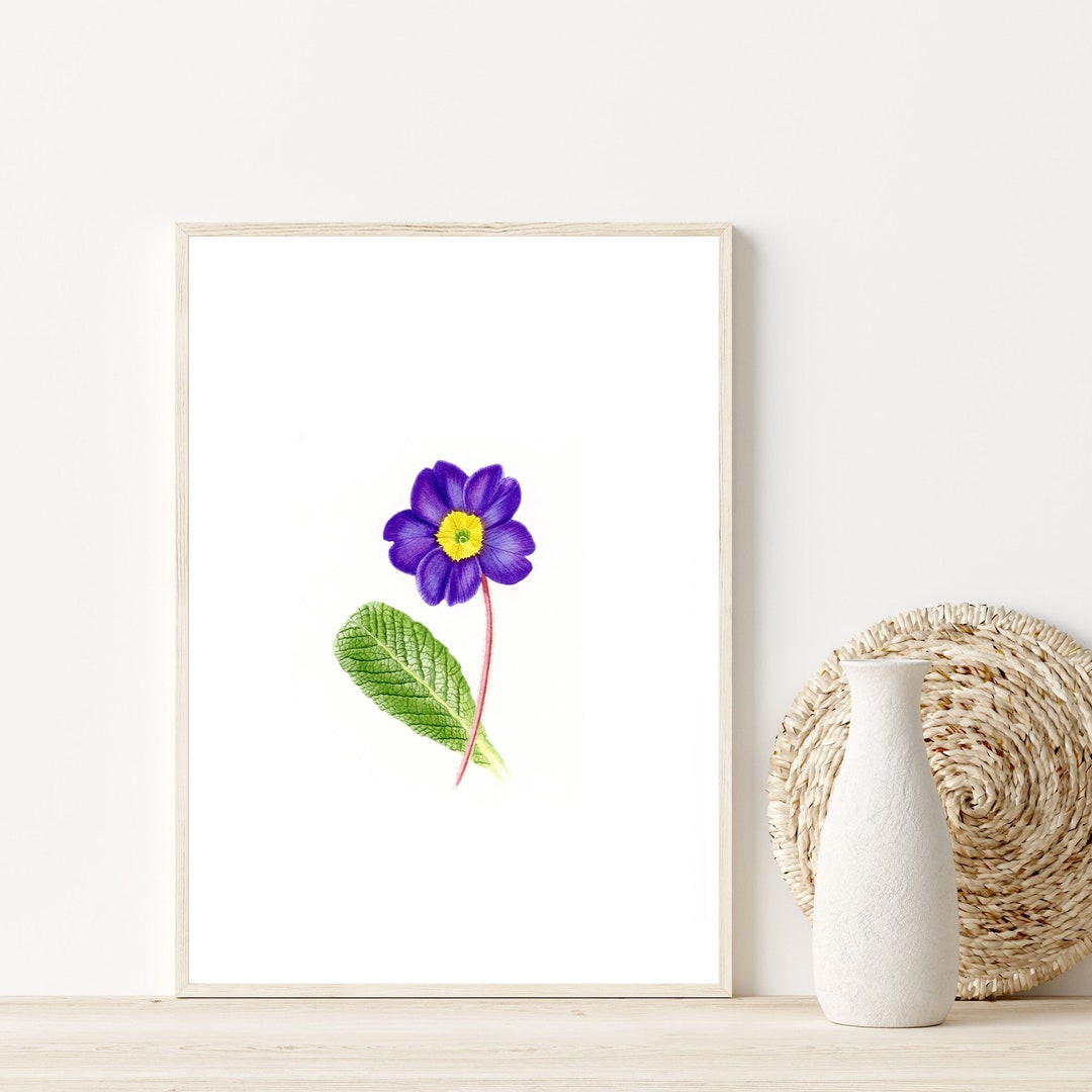 PURPLE PRIMROSE ART Print, Evening Primrose Botanical Print, Primrose ...