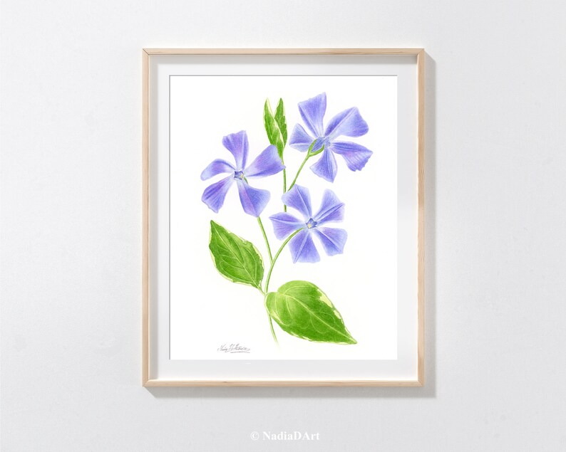 PERIWINKLE PRINT SET of 3, Periwinkle Watercolor Painting, Periwinkle ...
