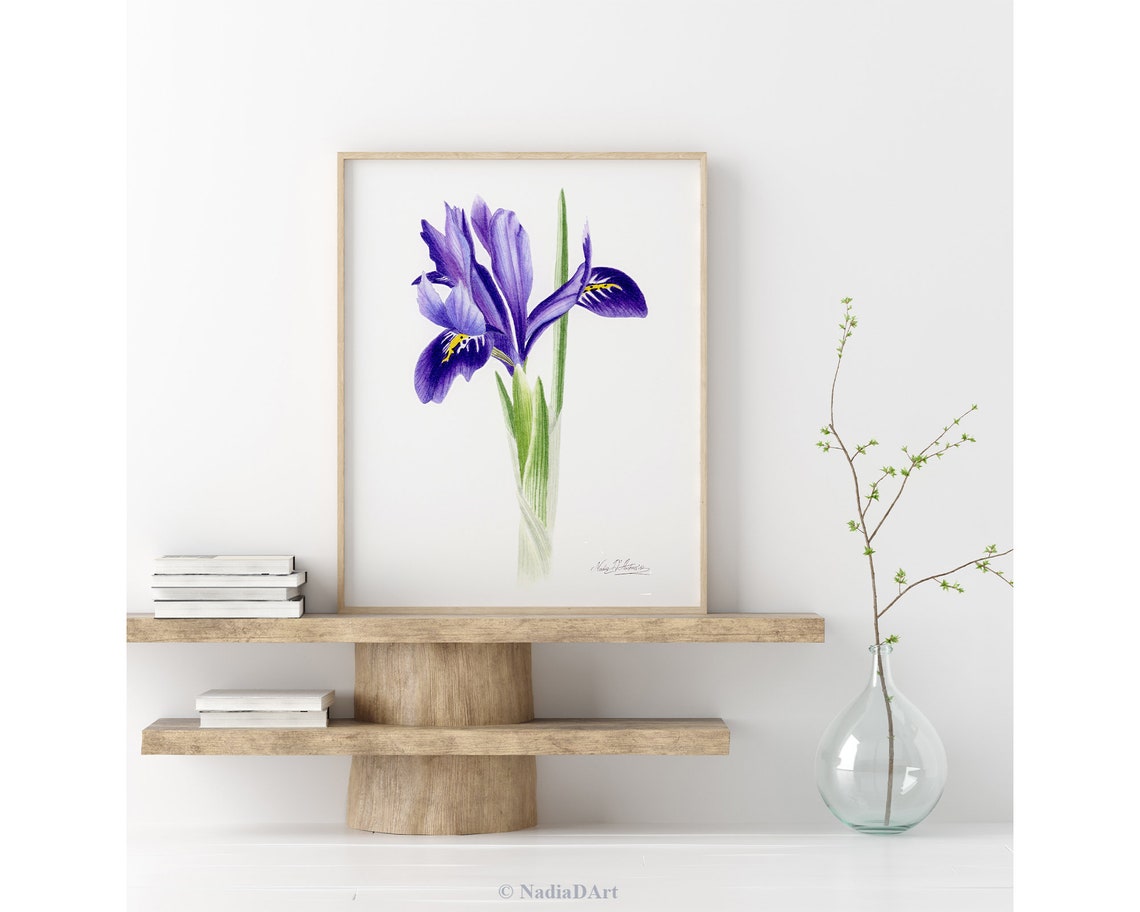PURPLE IRIS ART Print Iris Botanical Print Iris Watercolor | Etsy