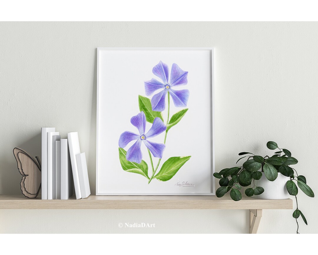 PERIWINKLE PRINT, Periwinkle Watercolor Painting, Periwinkle Flower ...