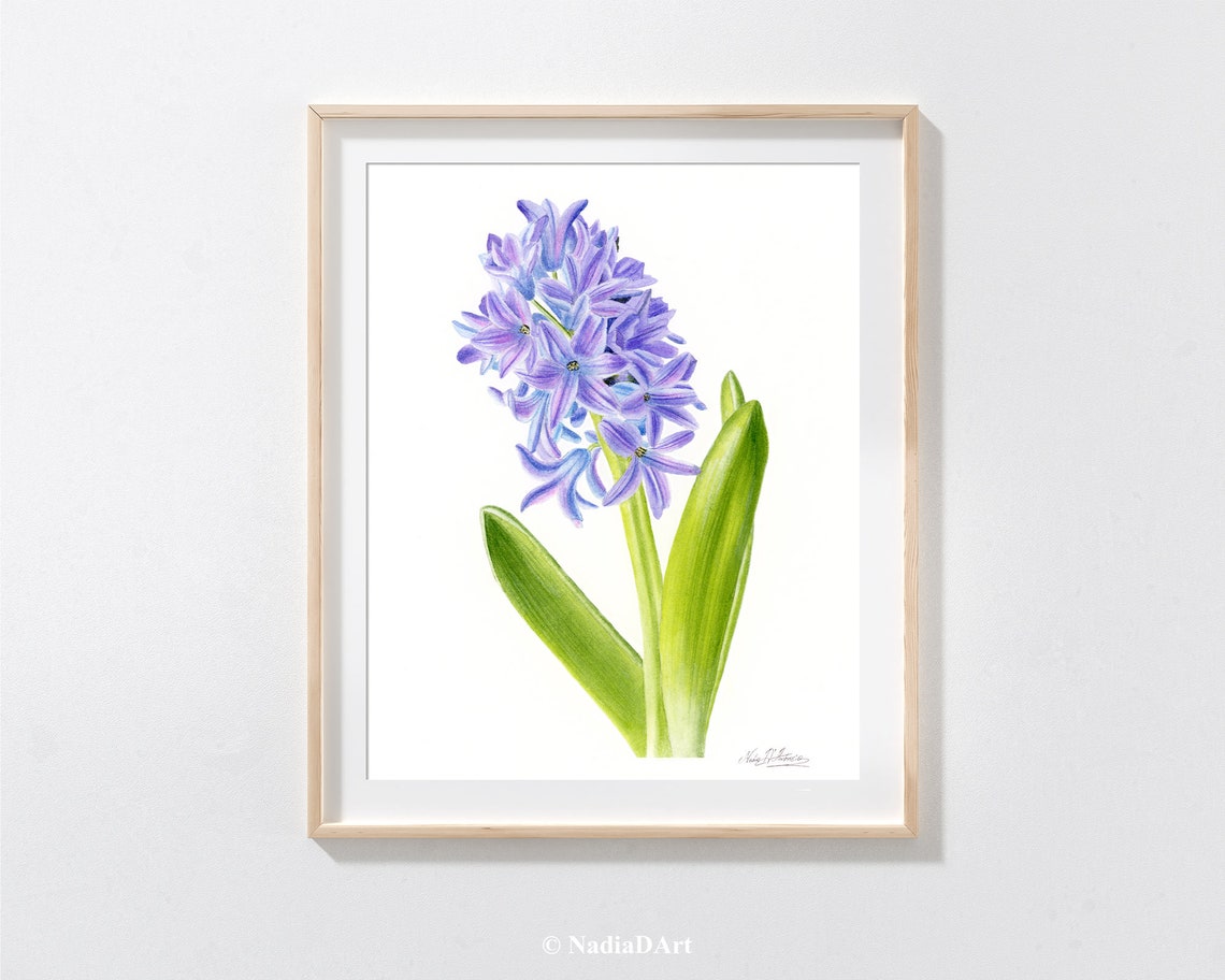 BLUE HYACINTH PRINT Hyacinth Watercolor Painting Hyacinth | Etsy