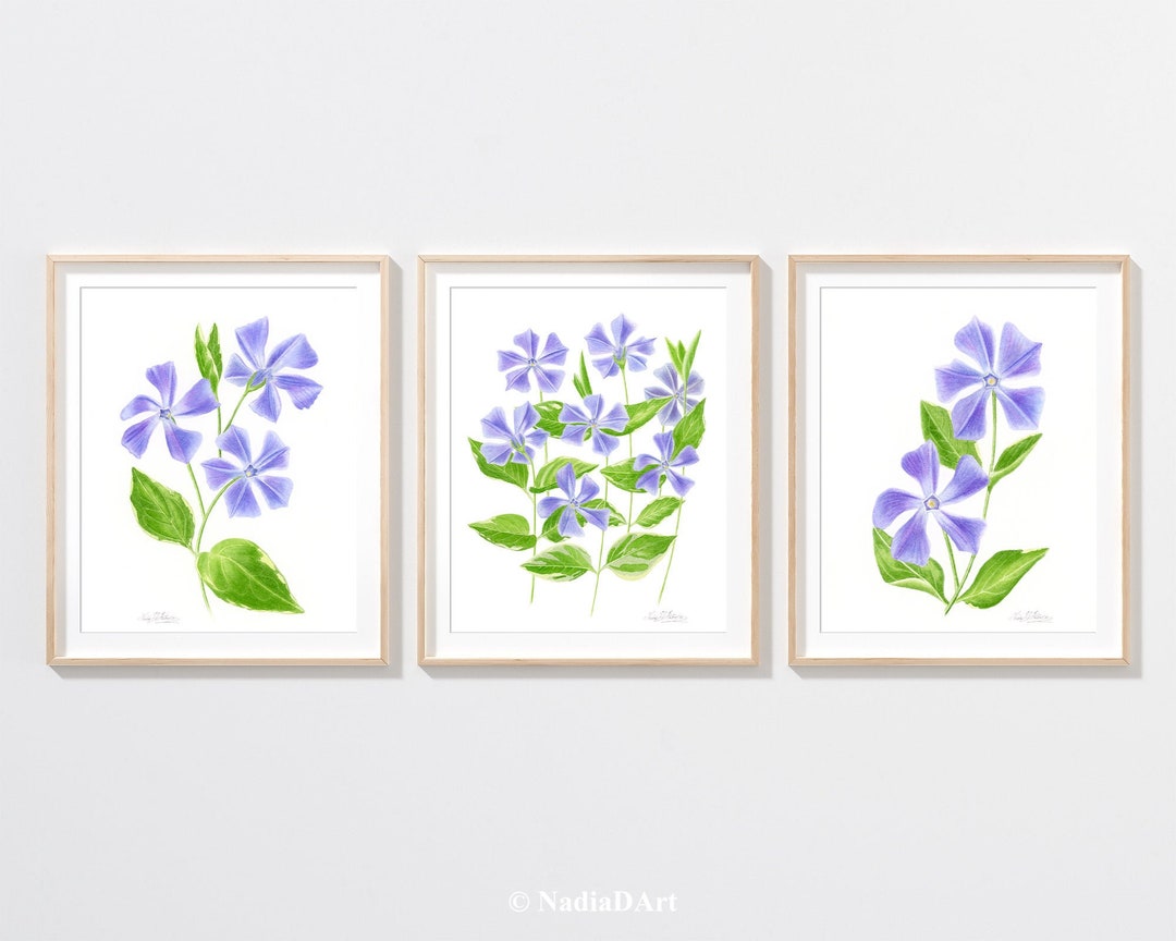 PERIWINKLE PRINT SET of 3, Periwinkle Watercolor Painting, Periwinkle ...