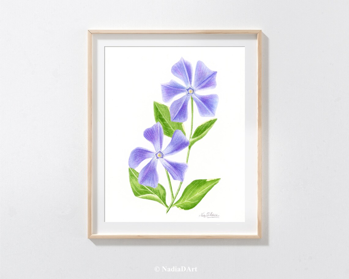 PERIWINKLE PRINT SET of 3, Periwinkle Watercolor Painting, Periwinkle ...