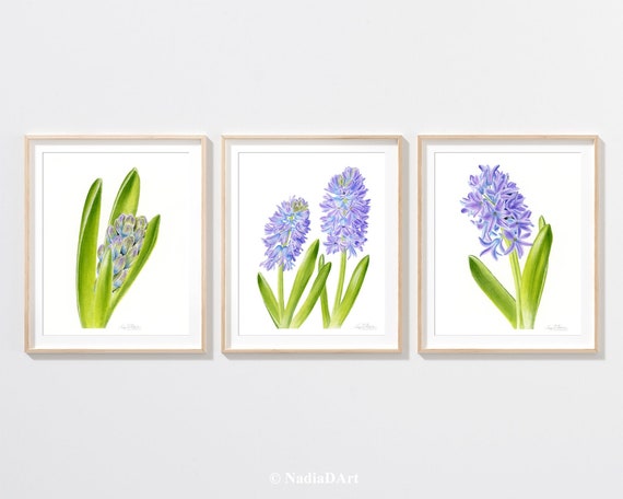 BLUE HYACINTH PRINT set of 3 hyacinth watercolor painting | Etsy
