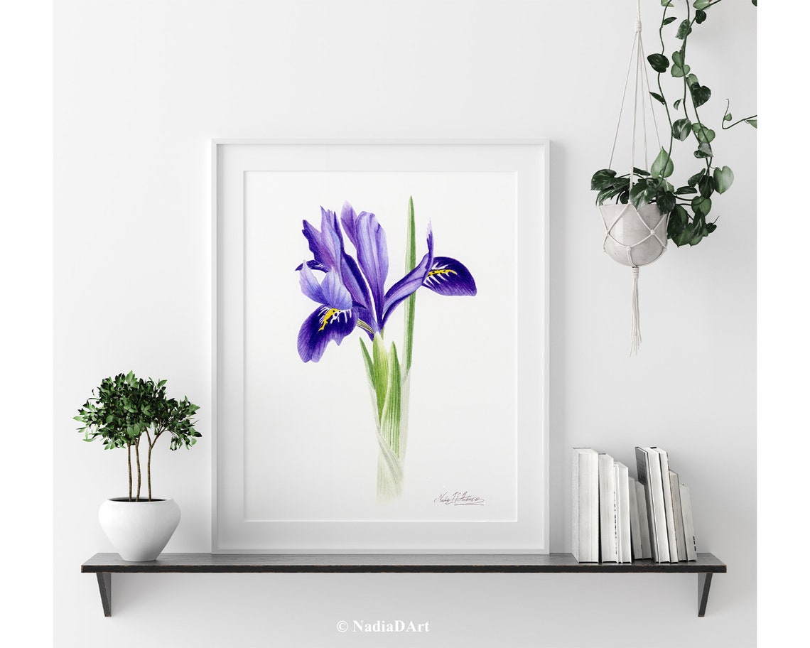 PURPLE IRIS ART Print Iris Botanical Print Iris Watercolor | Etsy