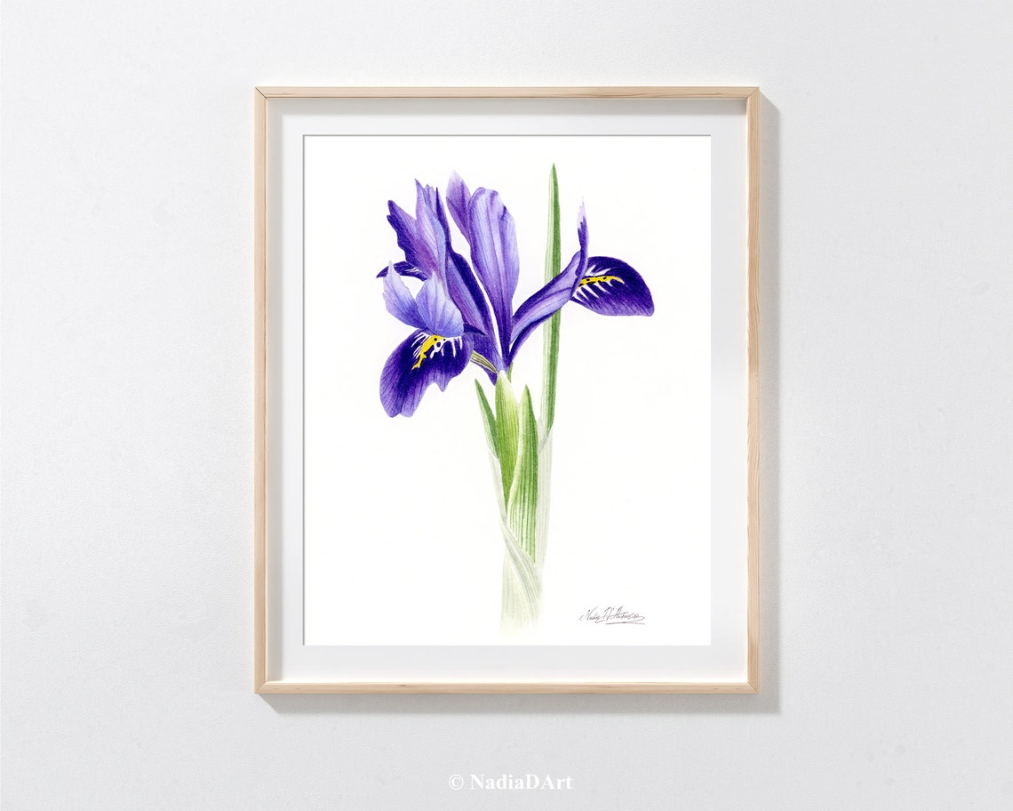 PURPLE IRIS ART Print Iris Botanical Print Iris Watercolor | Etsy