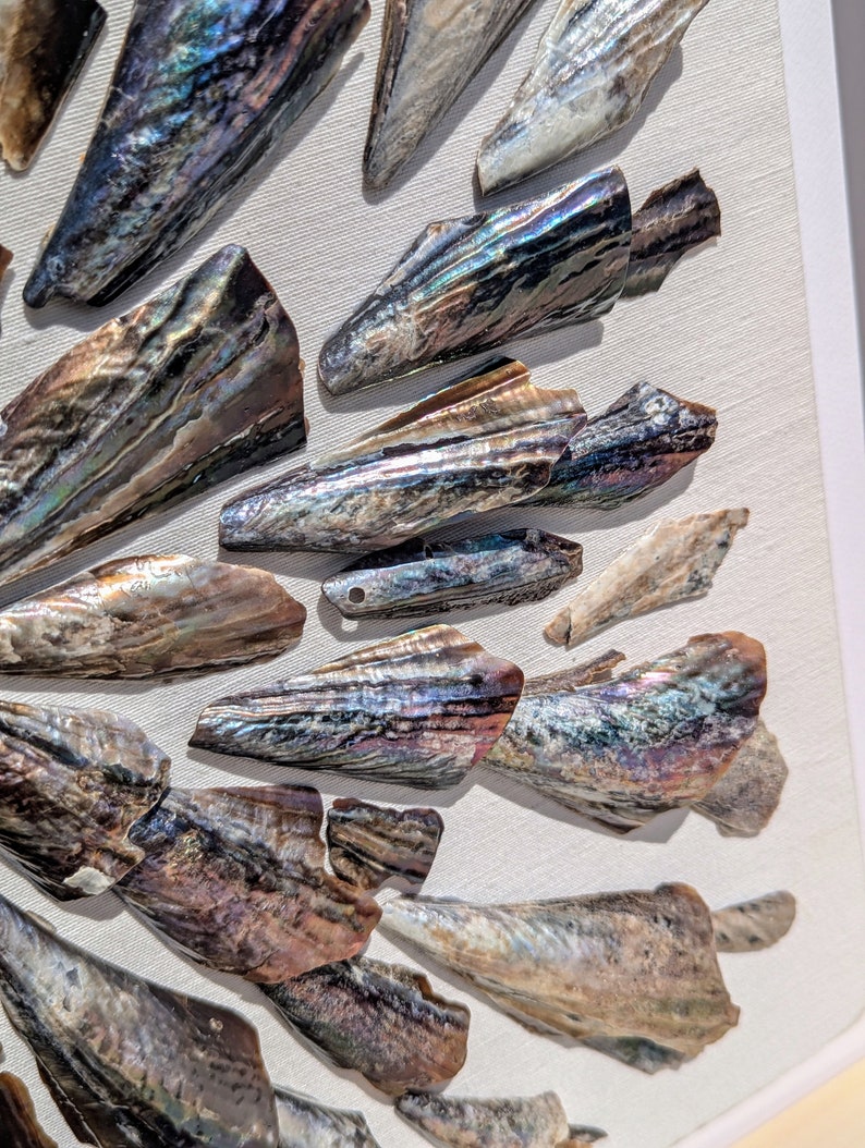 Breathtaking Pen Shell Seashell Collage I - Natural Mother of Pearl ...