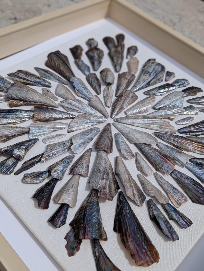 Breathtaking Pen Shell Seashell Collage II - Natural Mother of Pearl ...