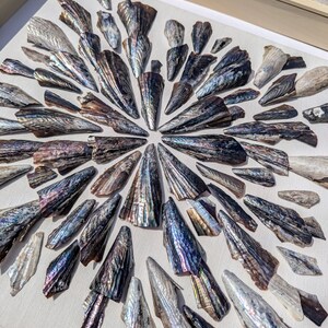 Breathtaking Pen Shell Seashell Collage I - Natural Mother of Pearl ...