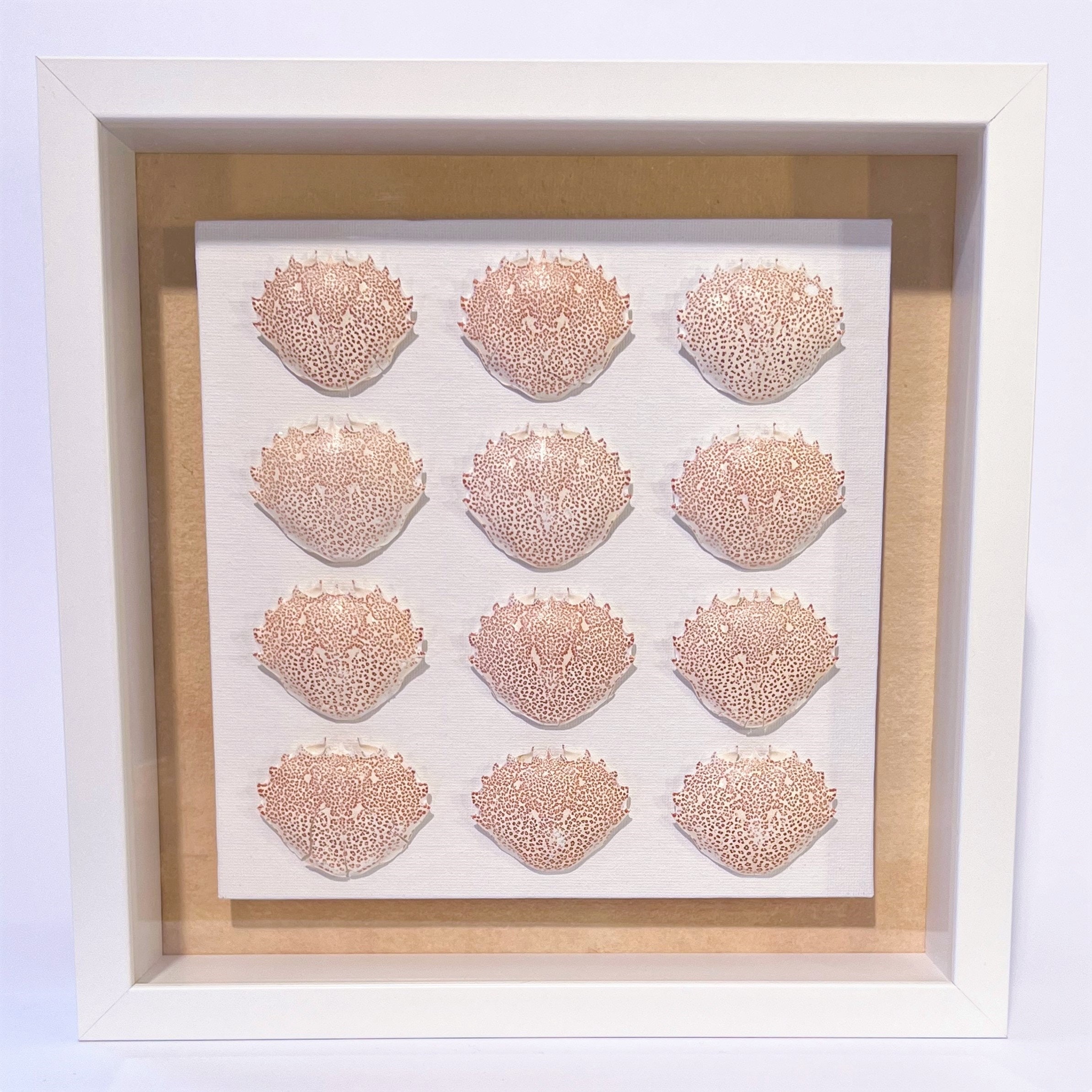 Unique Shell Art in Shadow Box: Fire Island Crab Parade Collage - Etsy