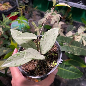 Hoya Pubicalyx Pink Silver Ghost Rare Plant, M Size - Etsy