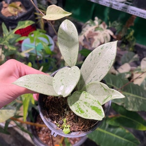 Hoya Pubicalyx Pink Silver Ghost Rare Plant, M Size - Etsy