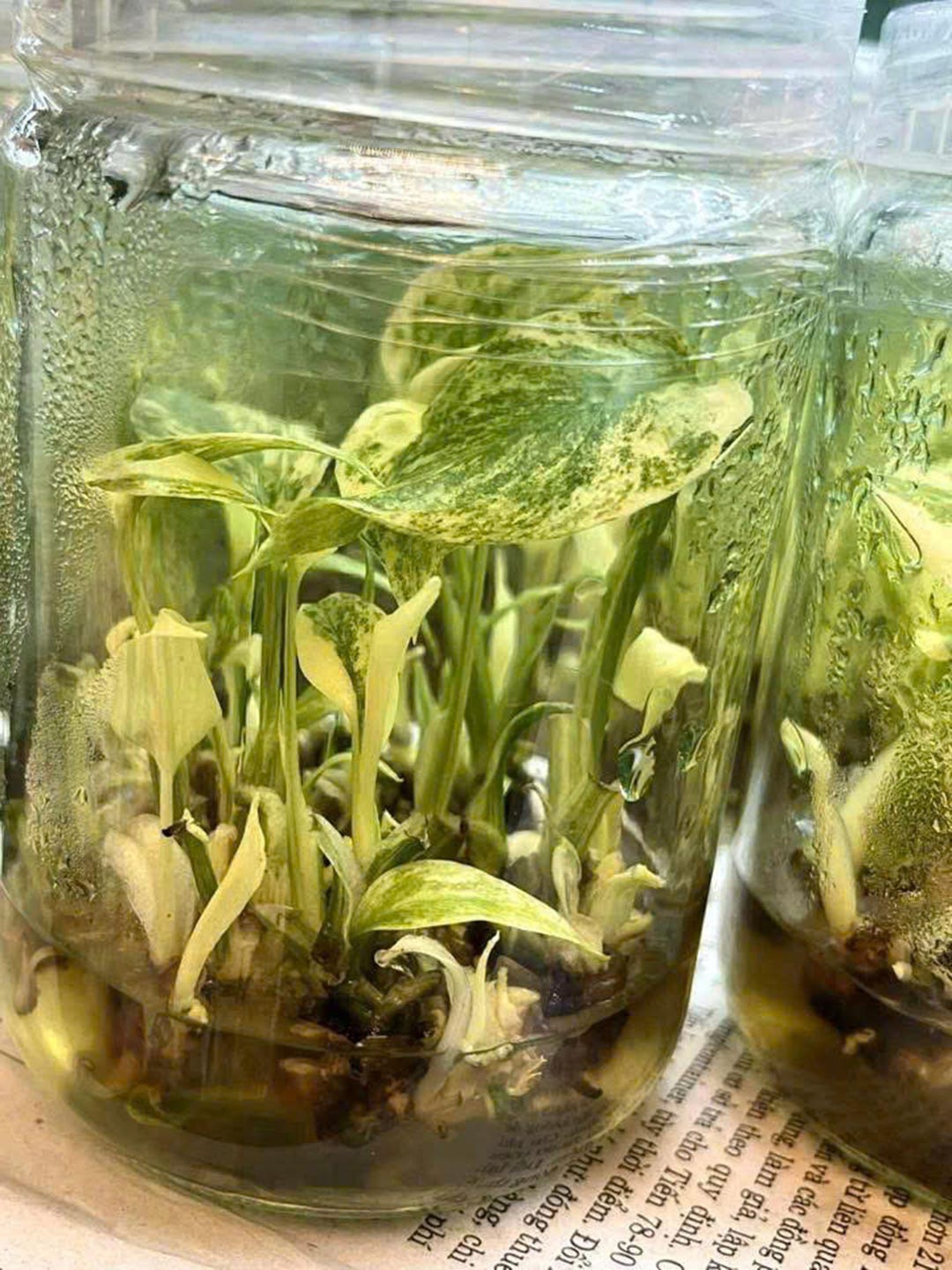 10 X Monstera Deliciosa Legacy Tissue Culture - Legacy Monstera High ...