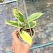 Hoya Pubicalyx Pink Silver Ghost Rare Plant, M Size - Etsy