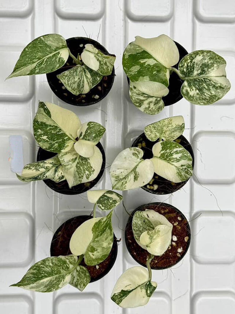 Legacy Variegated Monstera Deliciosa | Set of 6 Starter Plants - Etsy