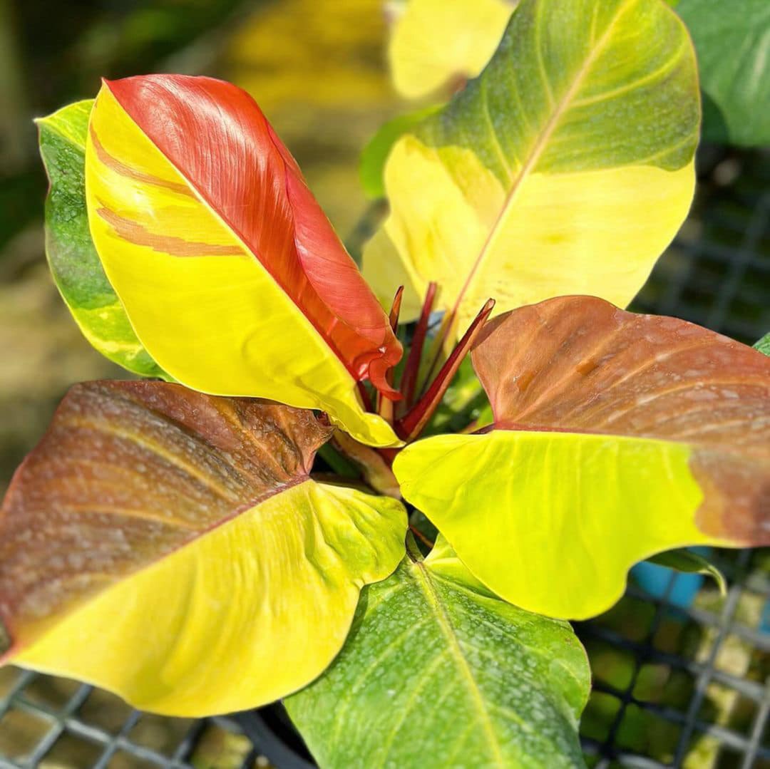 Philodendron Red Moon Yellow Flame Variegated 6" Pot - Etsy