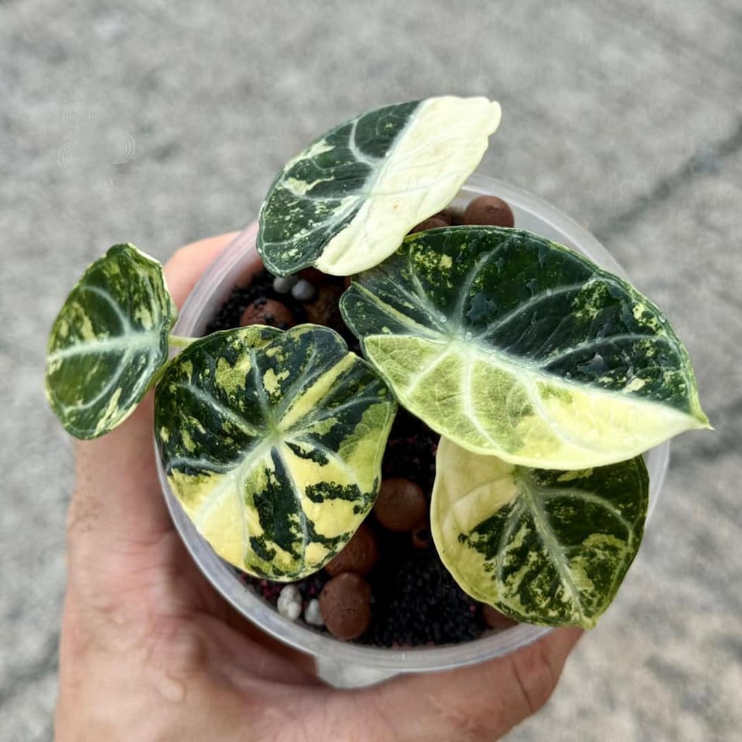 Alocasia Ninja Tricolor Variegated Tissue Culture - High Variegation ...