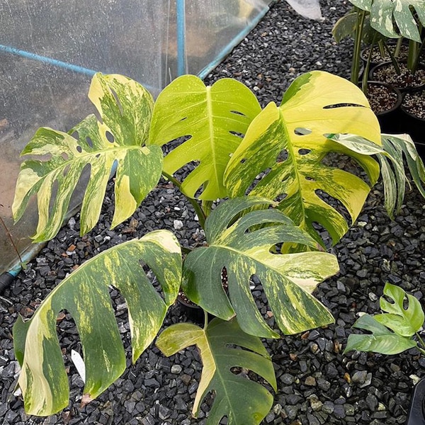 Variegated Monstera Plant - Etsy