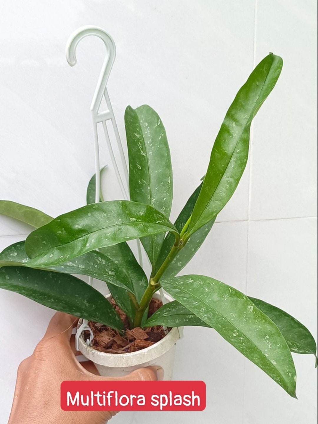 Hoya Multiflora Splash - Etsy