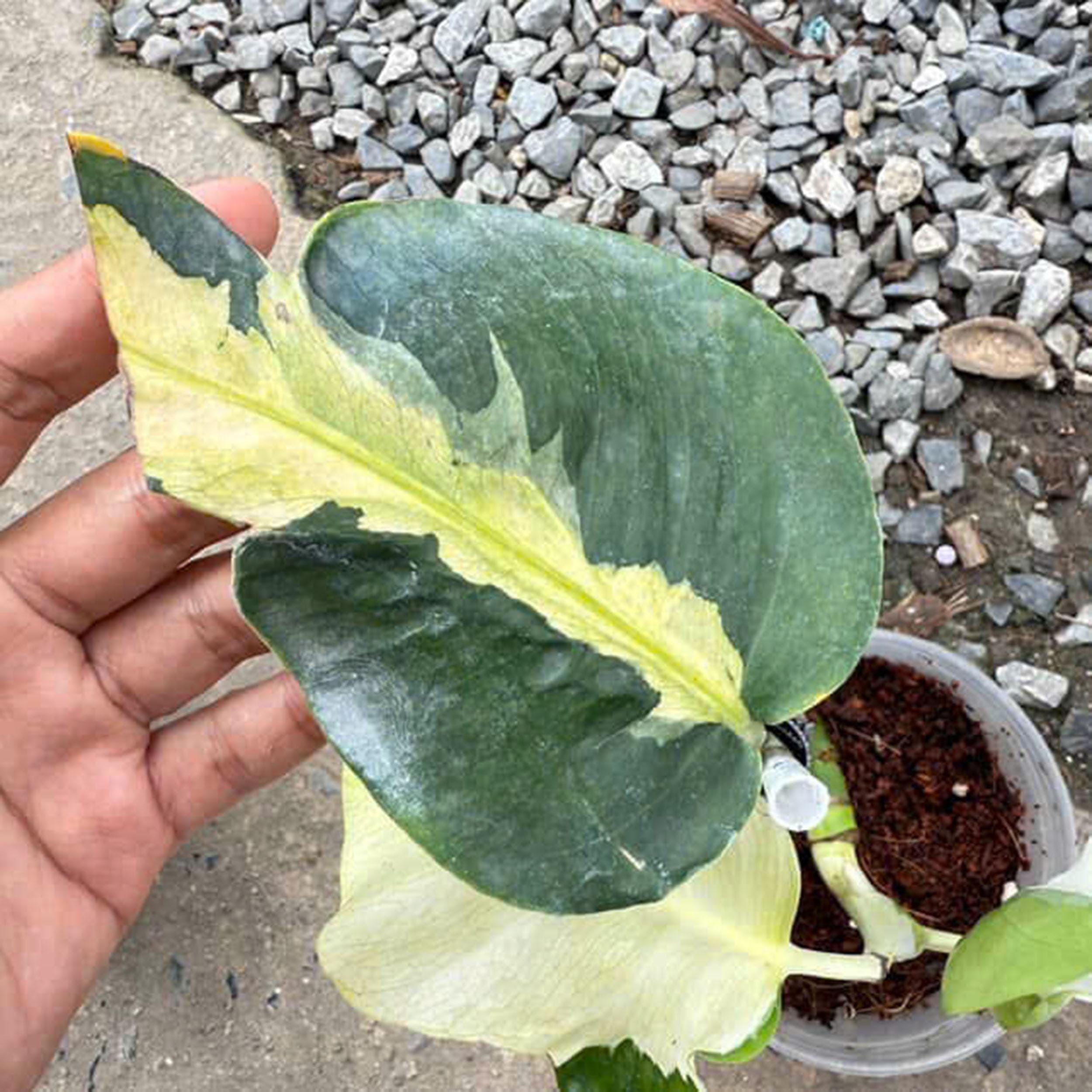 Monstera Deliciosa White Lava, Well Variegation - Etsy