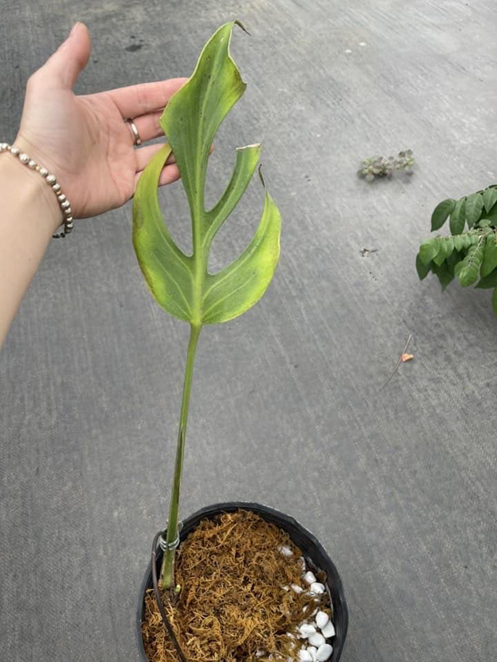 Exact Monstera Burle Marx Flame Plant, Dilacerata Burle Marx Monstera 1 ...