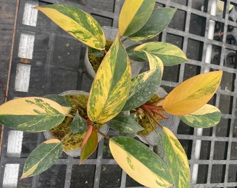 Philodendron 'red Congo' Variegated 3, Pick Your Plant - Etsy