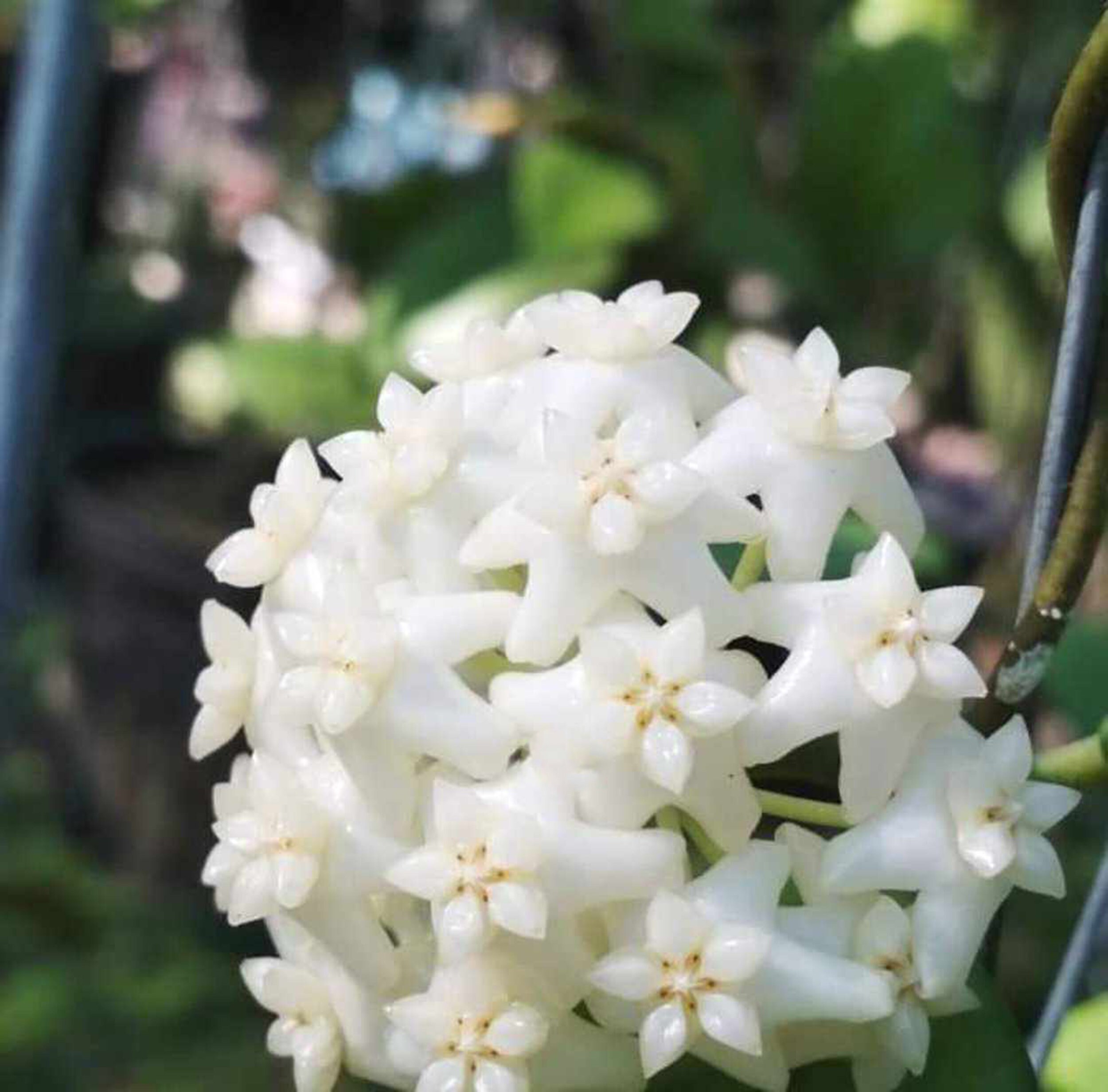 Hoya Sp Lai Chau Splash, Rare Hoya Plants From Vietnam - Etsy