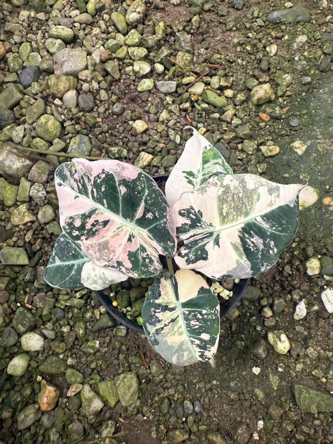 Alocasia Black Velvet Pink Variegated 4" Pot Plant Well Variegation ...