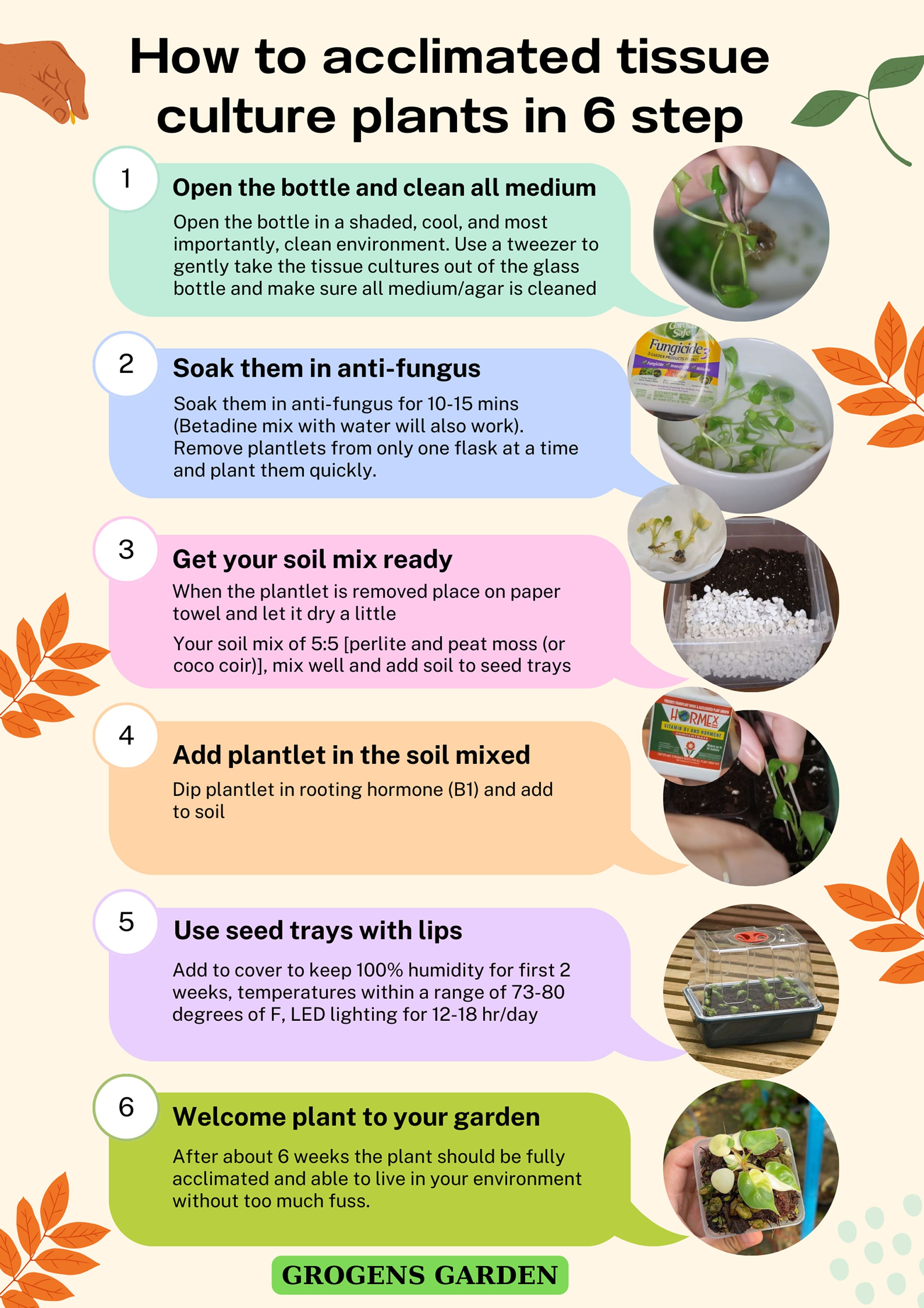 Alocasia Watsoniana Variegated Tissue Culture High Variegation Grower's ...