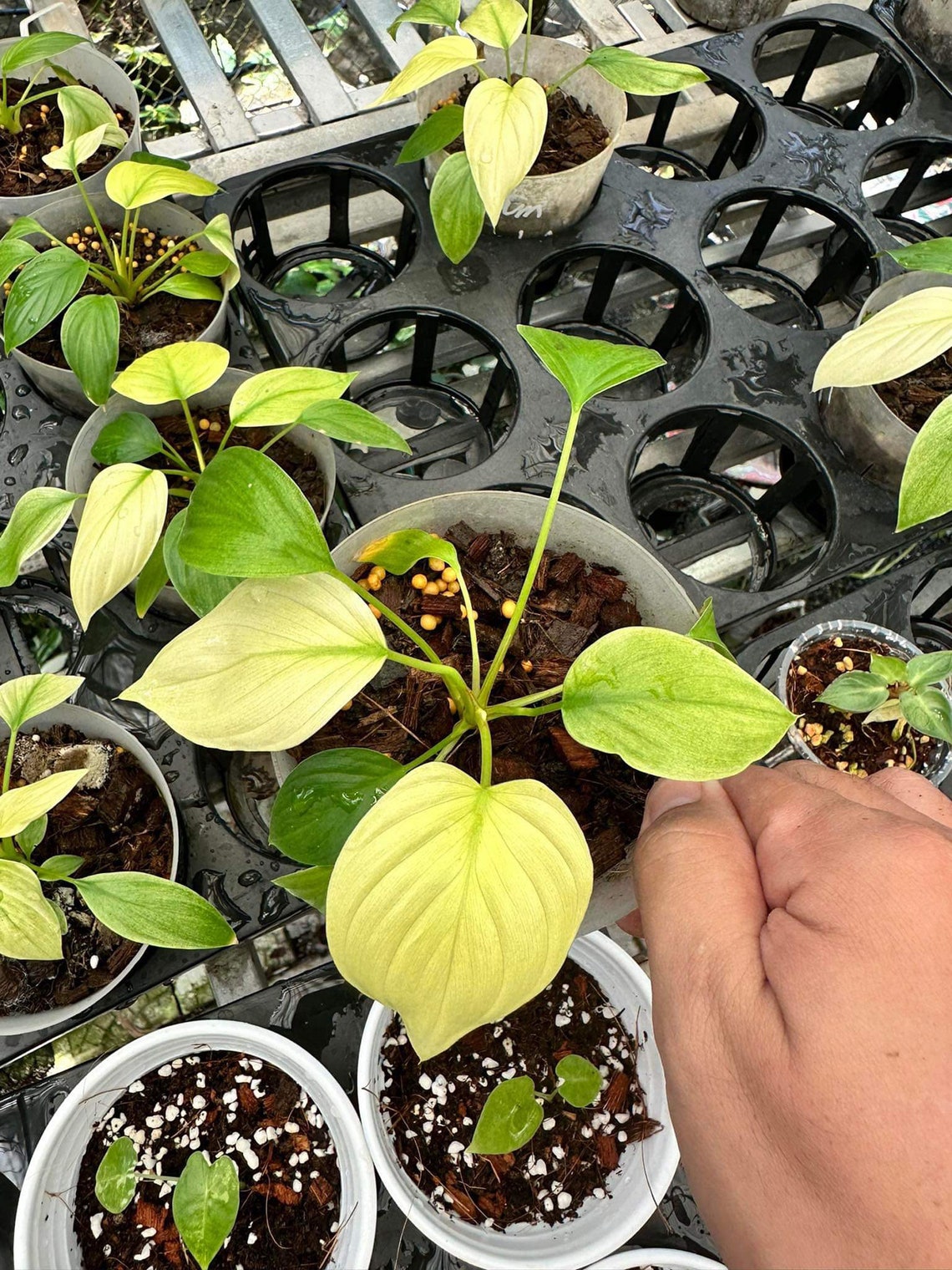 Homalomena Rubescens Mint Pink Variegated Starter Plant | Well ...