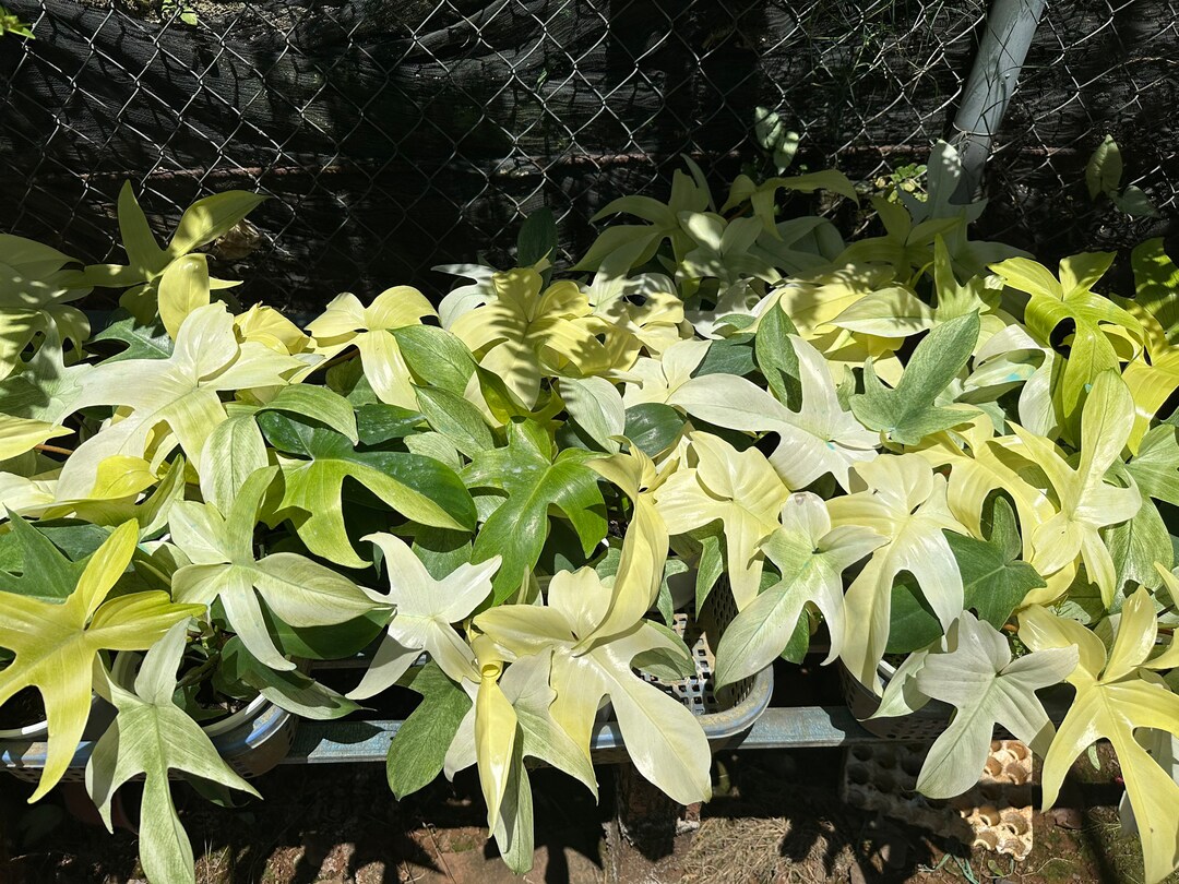 Philodendron Florida Ghost 5" Pot - Selected Well Variegated - Etsy