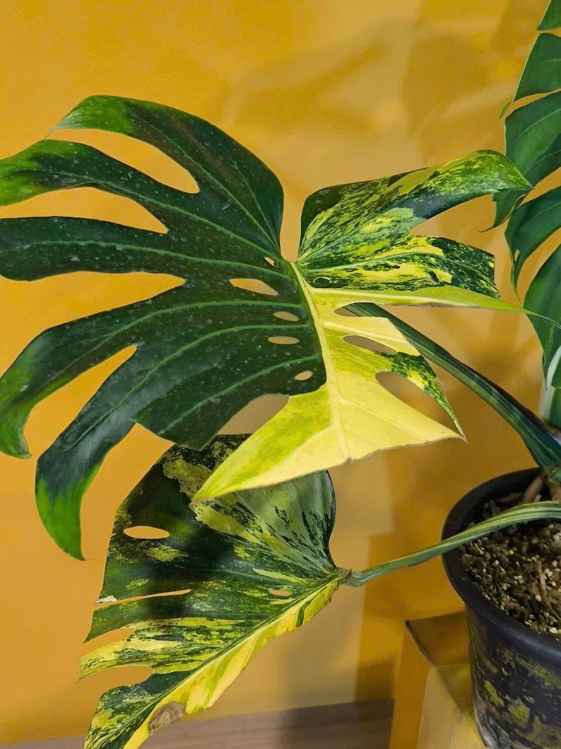 Monstera Deliciosa 'pom Pom' | Variegated Swiss Cheese Plant - Etsy