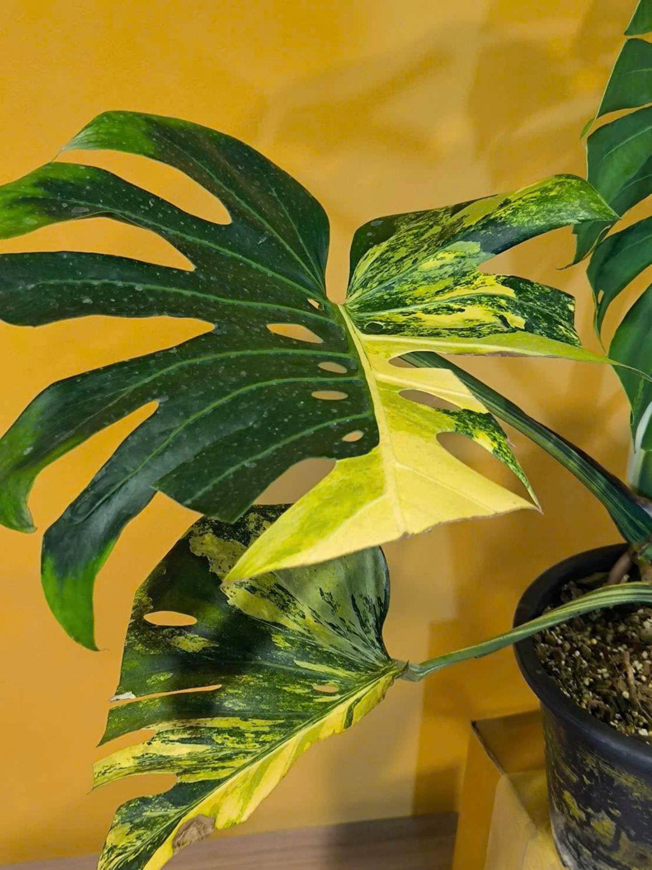 Monstera Deliciosa 'pom Pom' | Variegated Swiss Cheese Plant - Etsy
