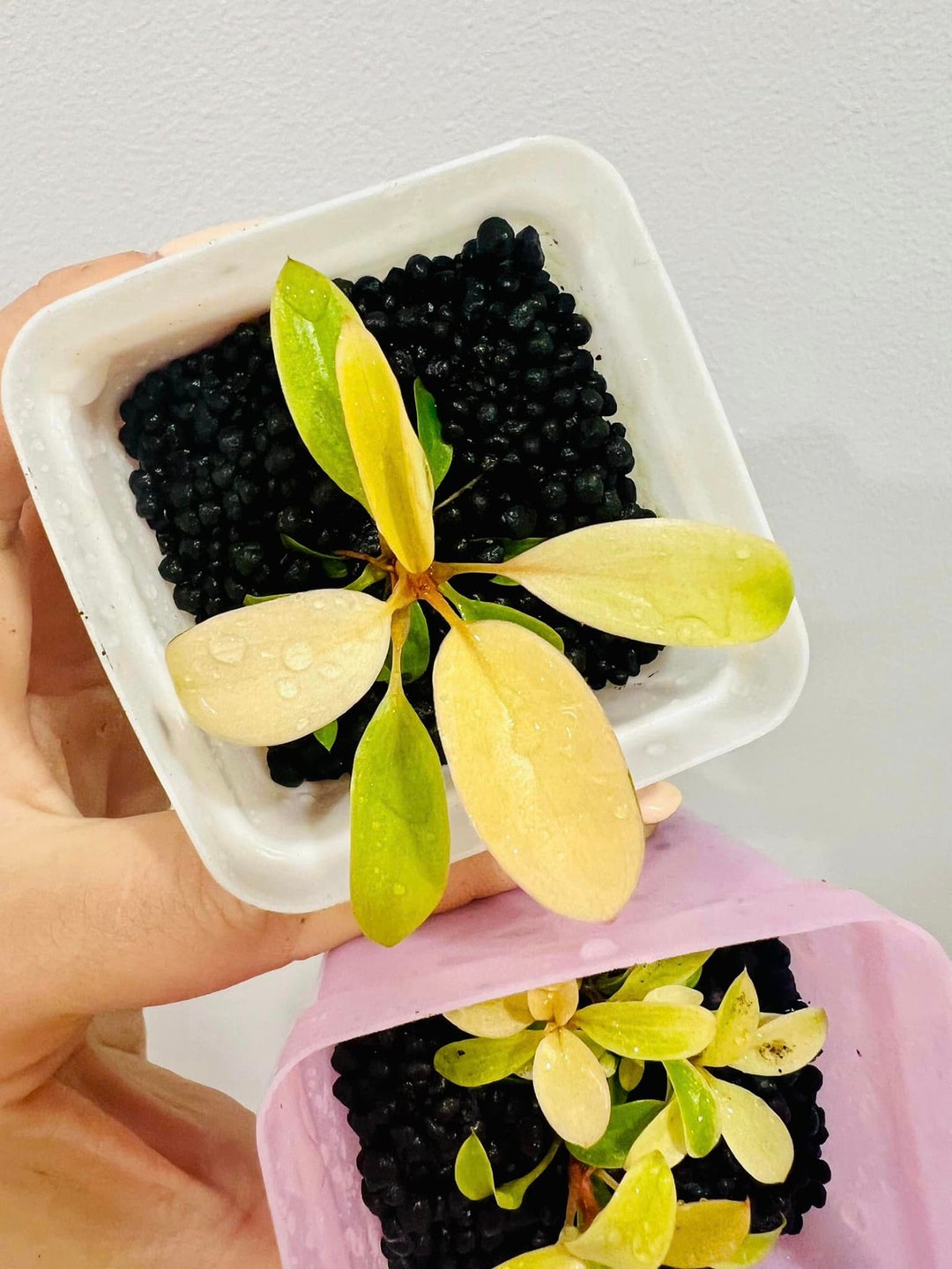 Philodendron Yellow Congo Variegated Starter Plant Well Variegation ...
