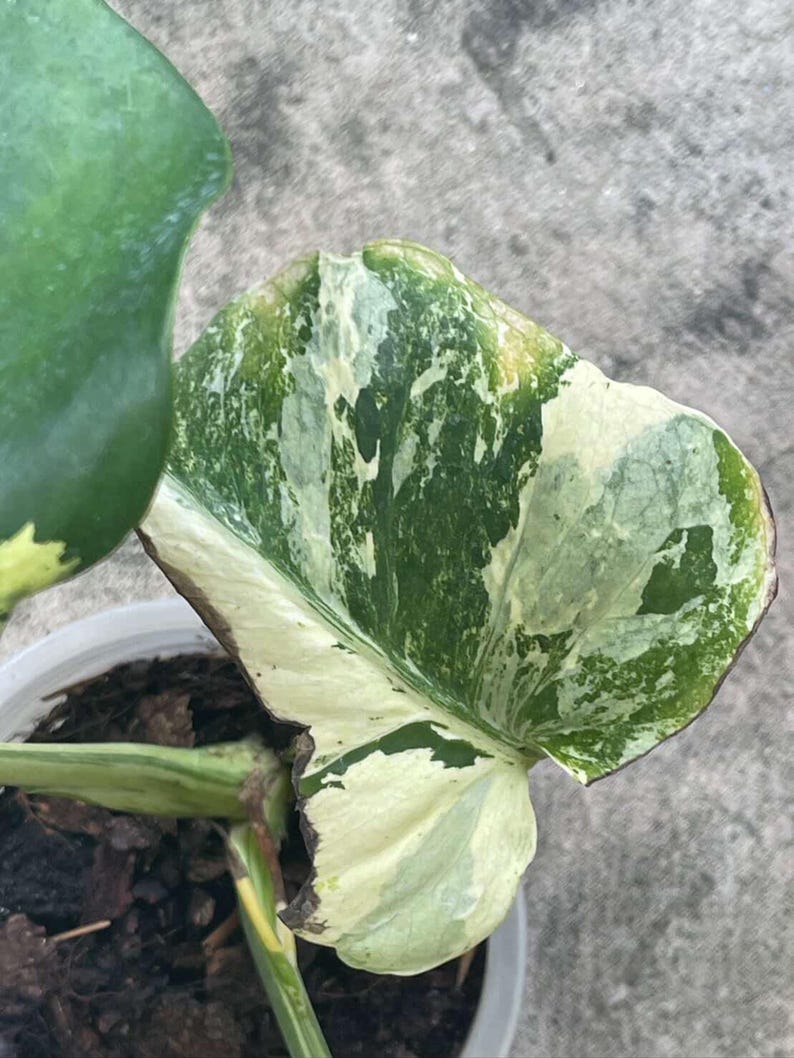 Monstera Deliciosa MC Masterpiece, Rare Plant Well Variegated - Etsy