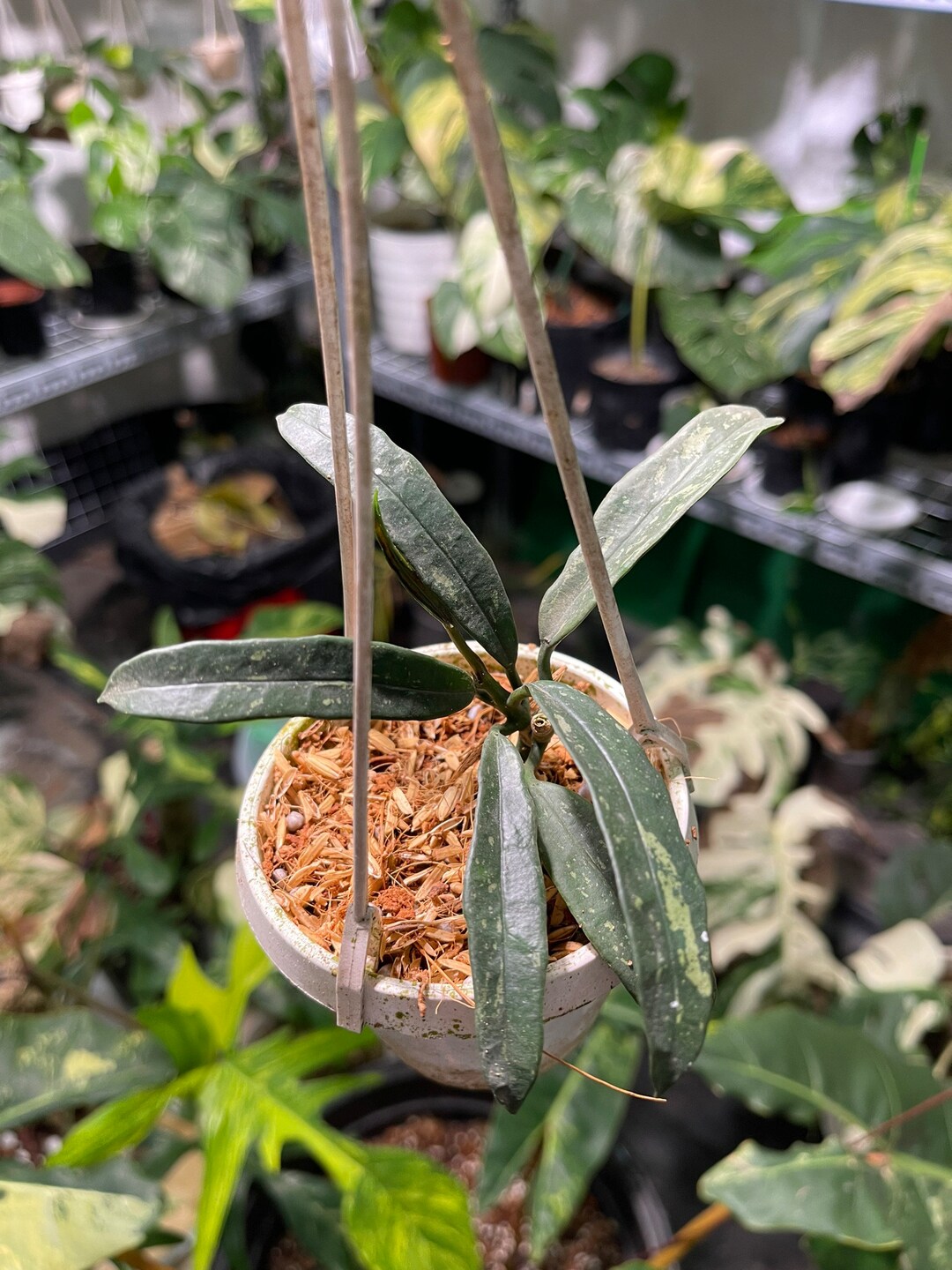 Hoya Griffithii Splash Small Leaves - Etsy