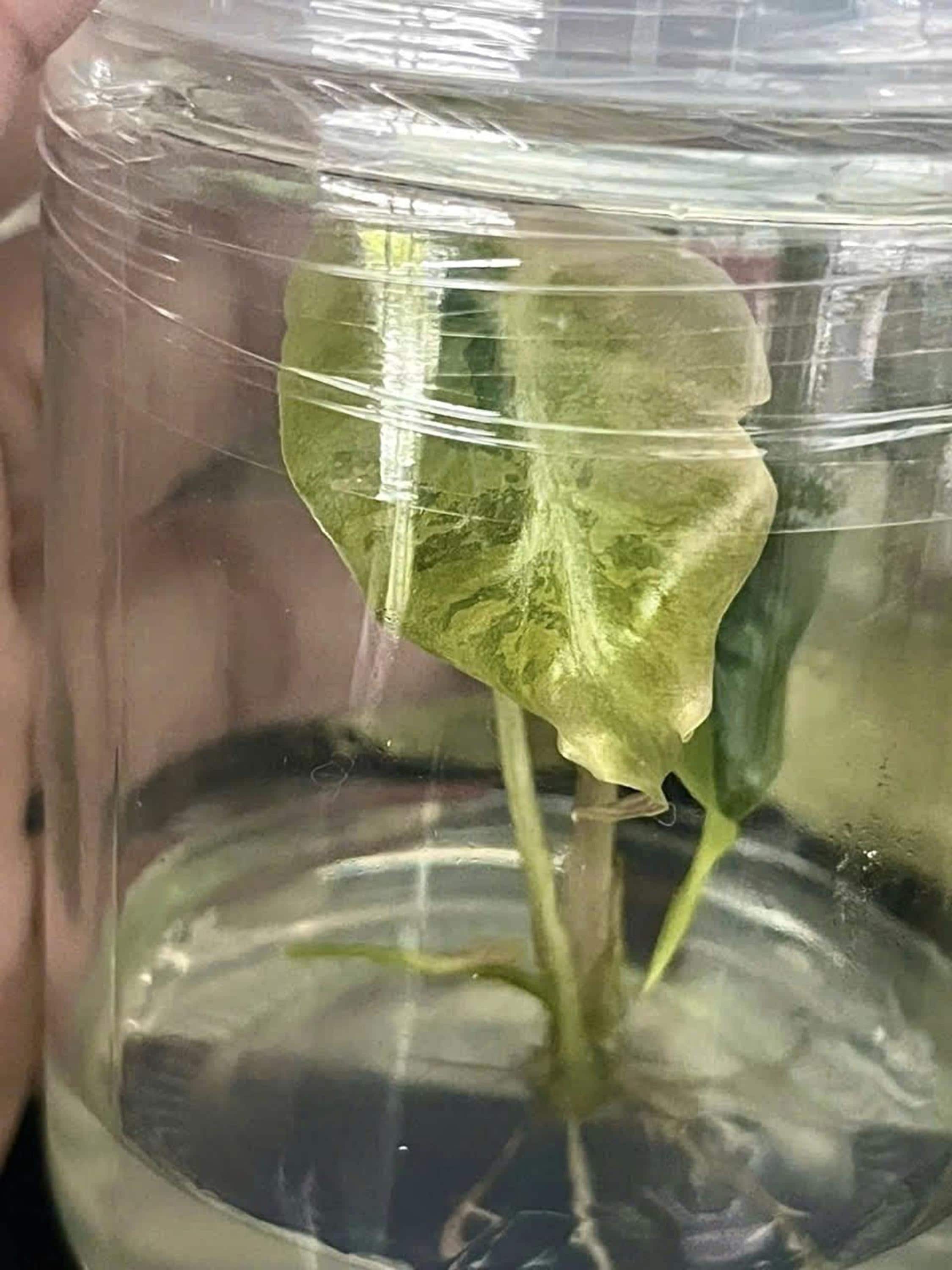 Venom Pink Variegated Alocasia Aurea, Pink Mint - Rare Tissue Culture ...