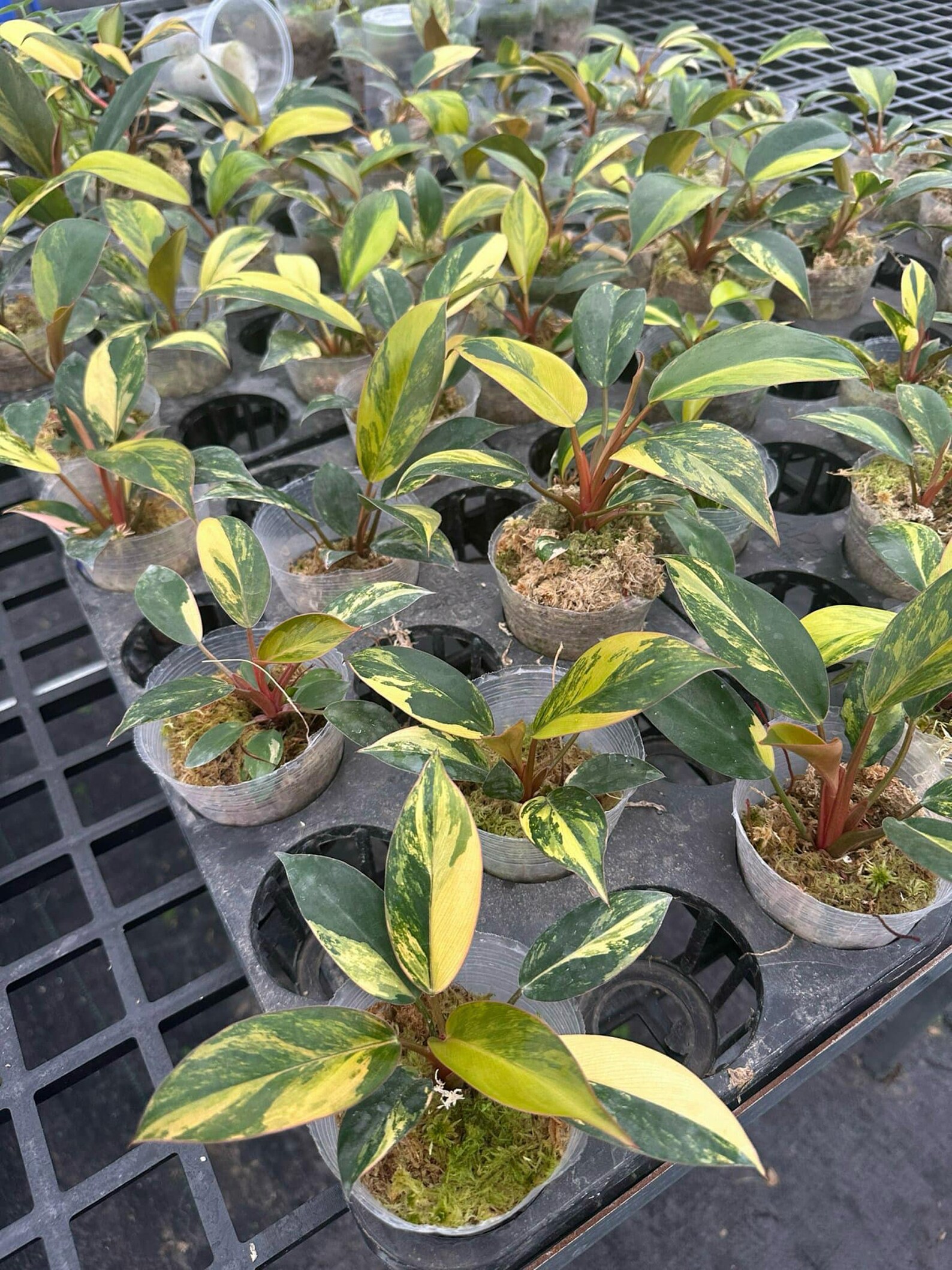 Variegated Philodendron Red Congo, 3" Potted Plant - Etsy