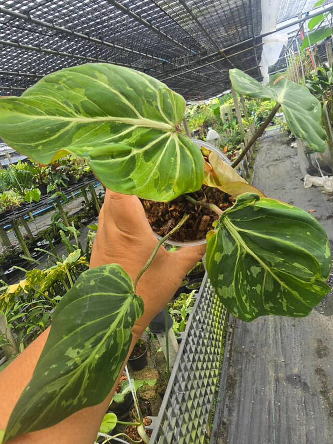Philodendron Gloriosum Snow Leopard Variegated Plant | RARE Well ...