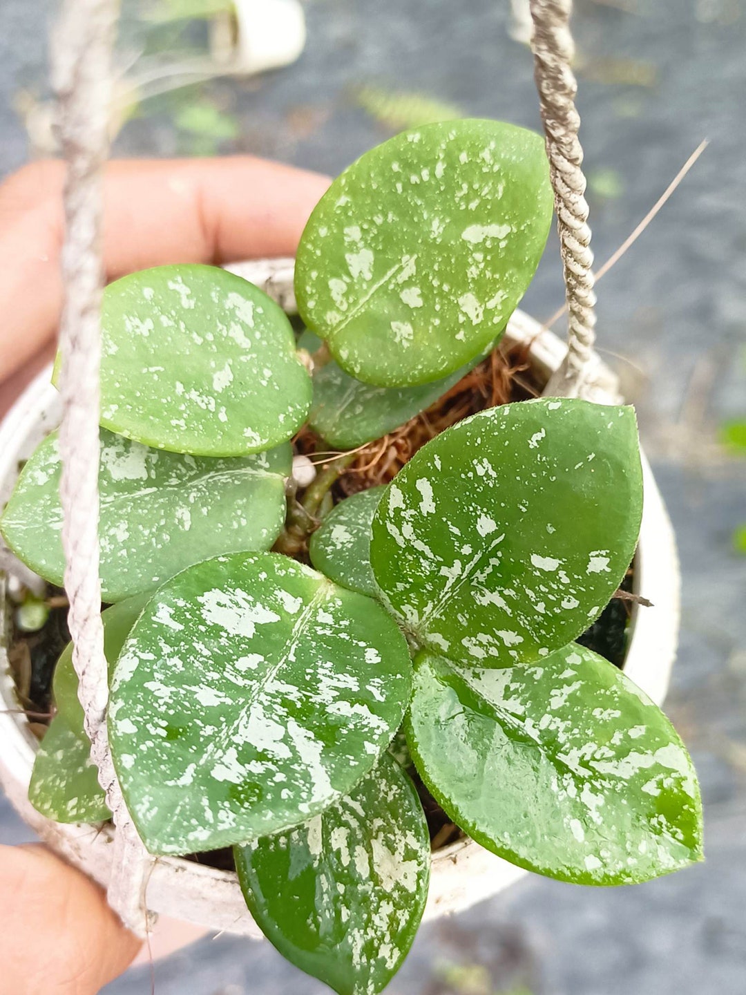 Hoya Mathilde Splash, Rare Hoya Plants From Vietnam - Etsy