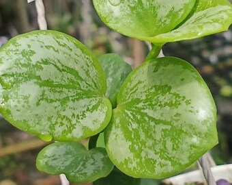Hoya Biakensis Splash - Etsy