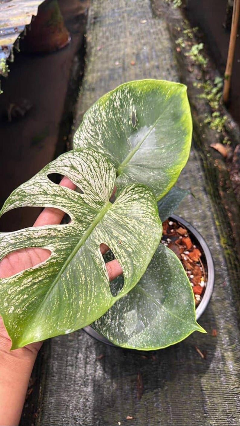 Monstera Devil Monster, 1 Leaf + Growth Point, Monstera Deliciosa Devil Monster Well Variegation ...