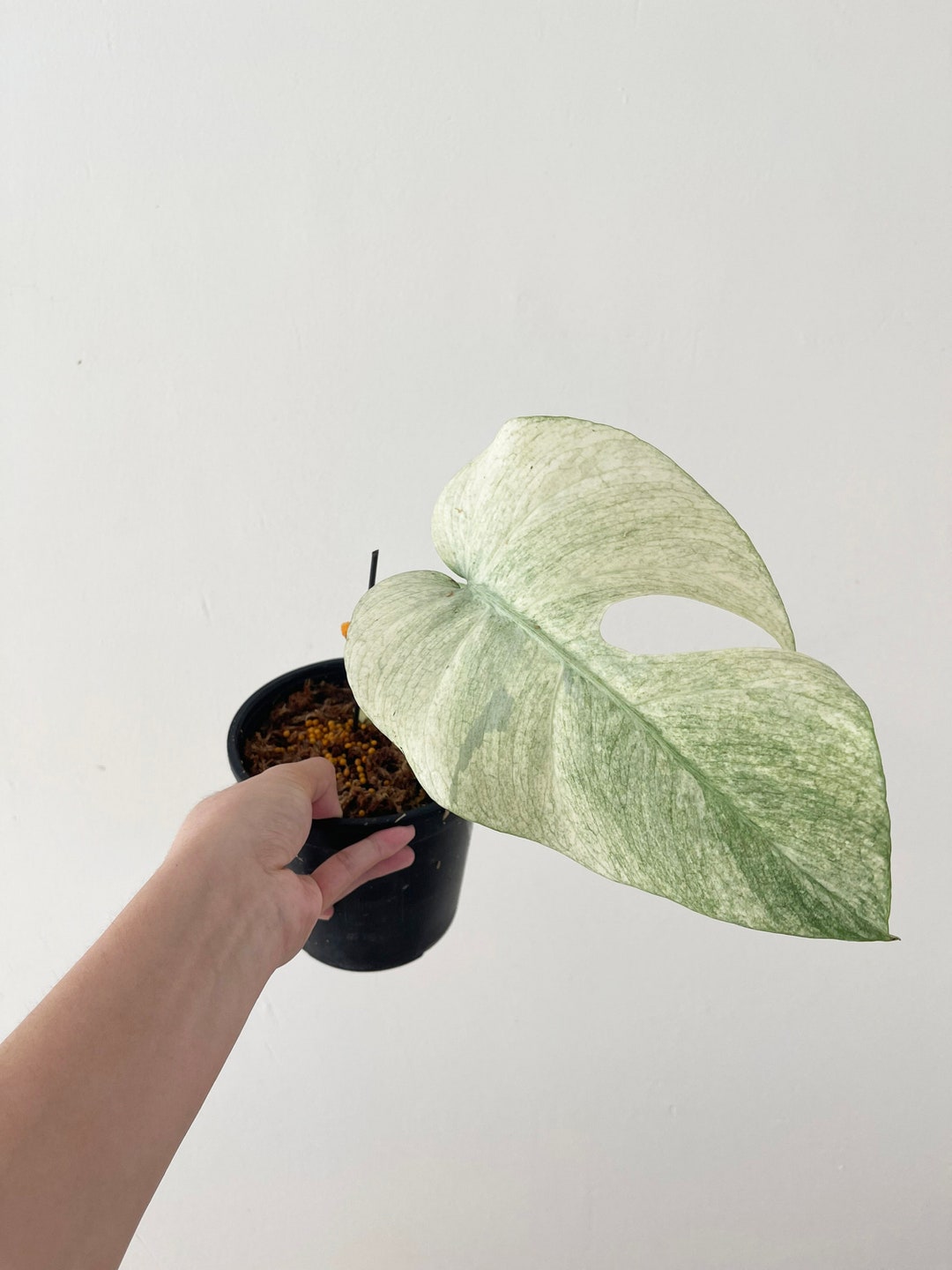 Monstera Full Mint Variegated, Variegata Monstera Mint Monstera ...