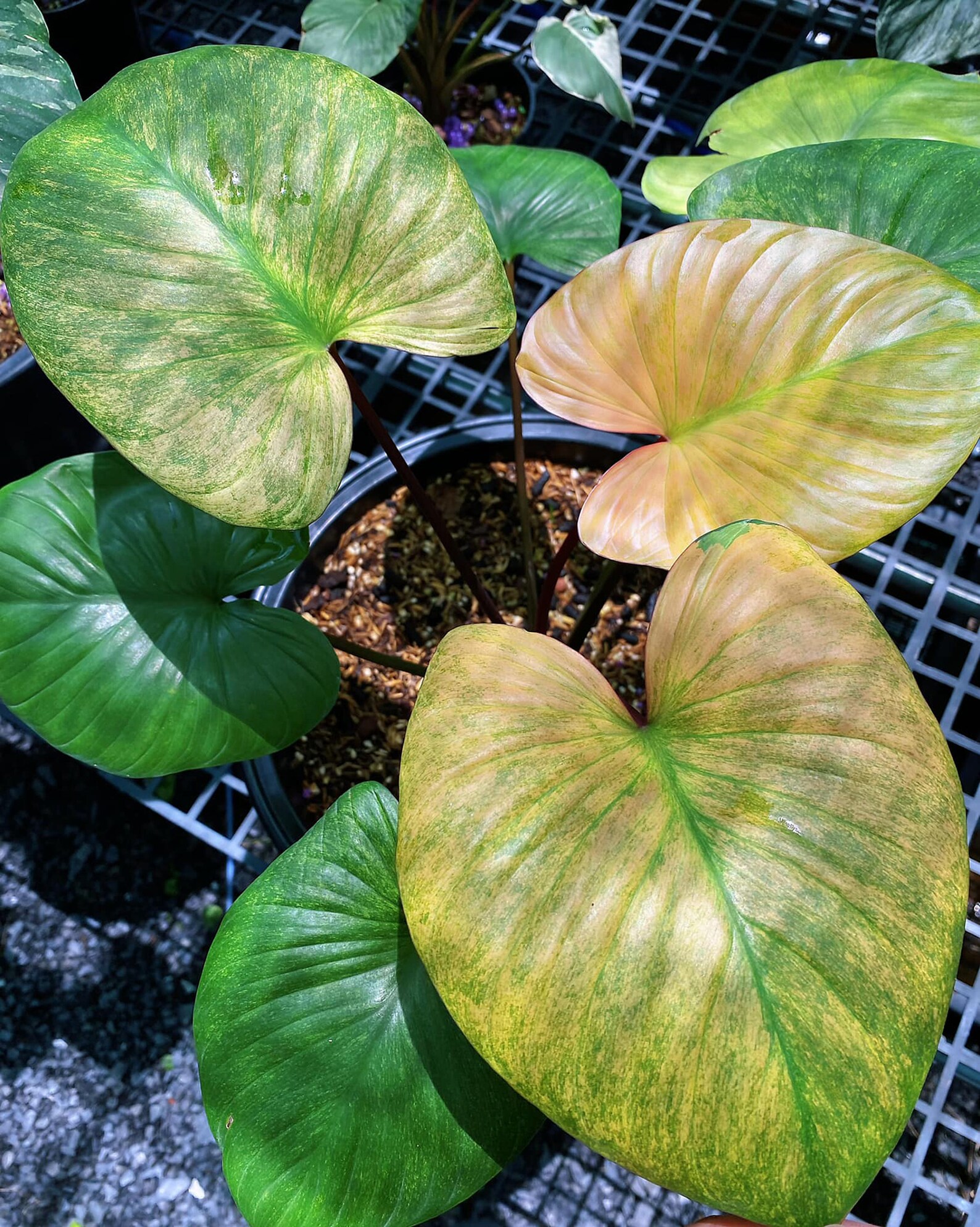 Homalomena Rubescens Mint Pink Variegated 6" Plant | Well Variegation ...